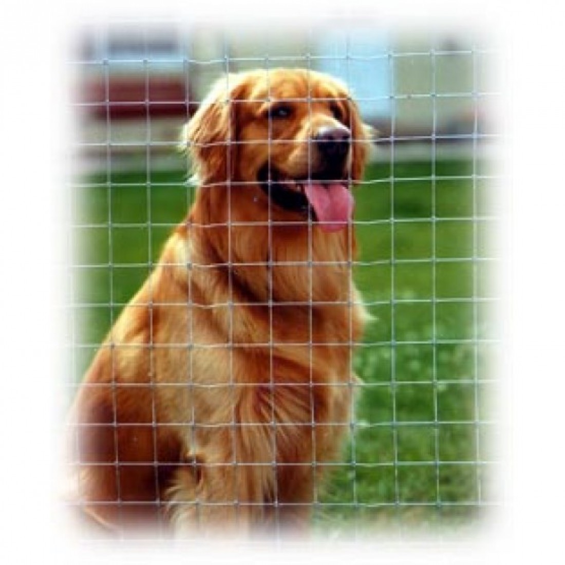 do, kennel, garden, fencing